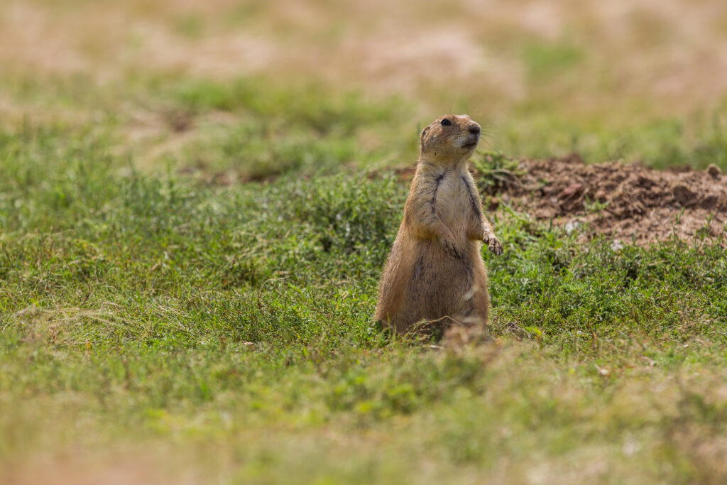 South Dakota Prairie Dog Hunt - Gerhart Outdoors
