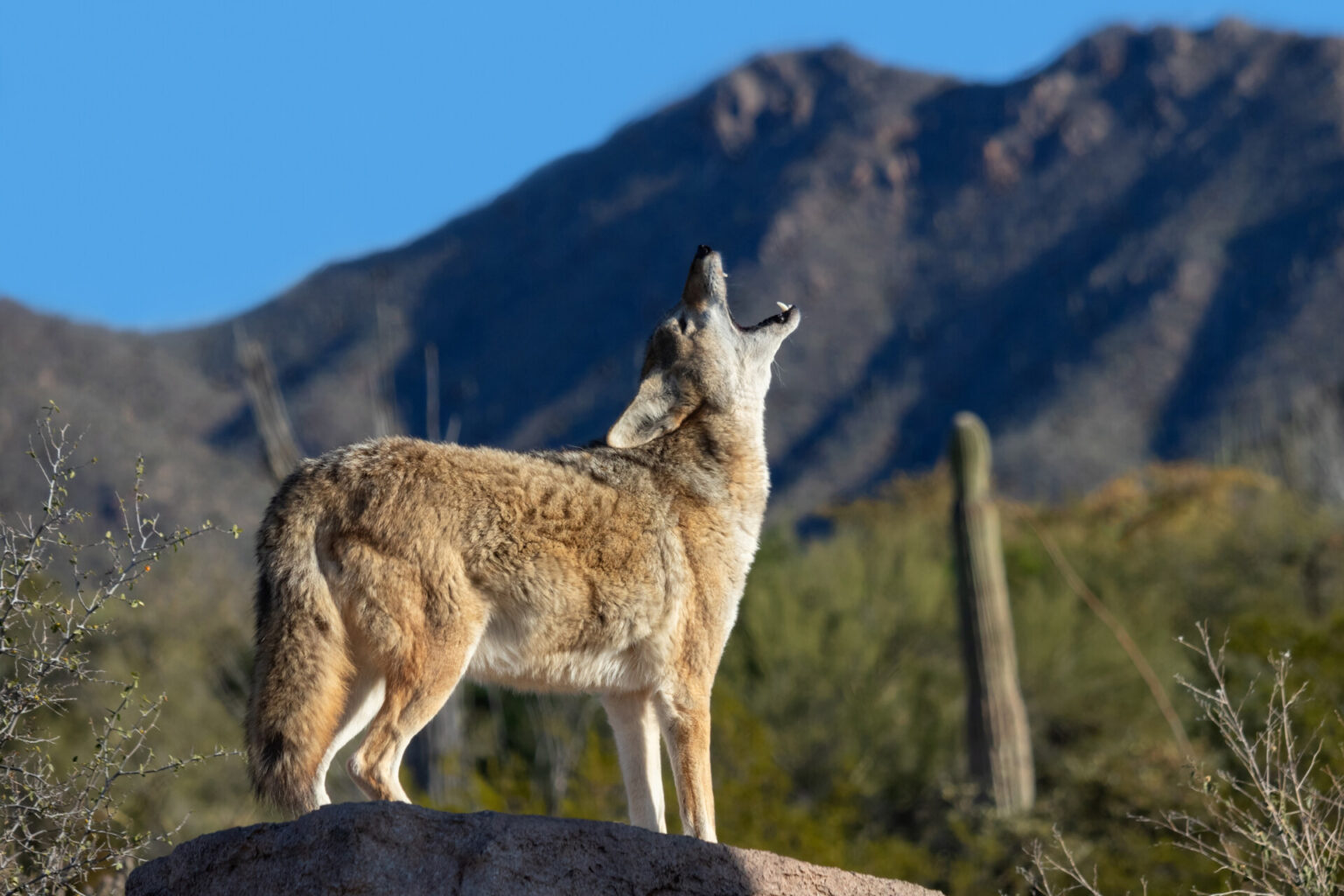 Arizona Predator Hunt - Gerhart Outdoors